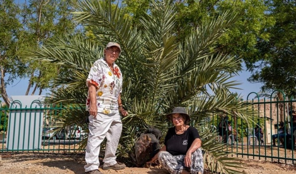 Semente da época de Jesus faz árvore extinta florescer em Israel