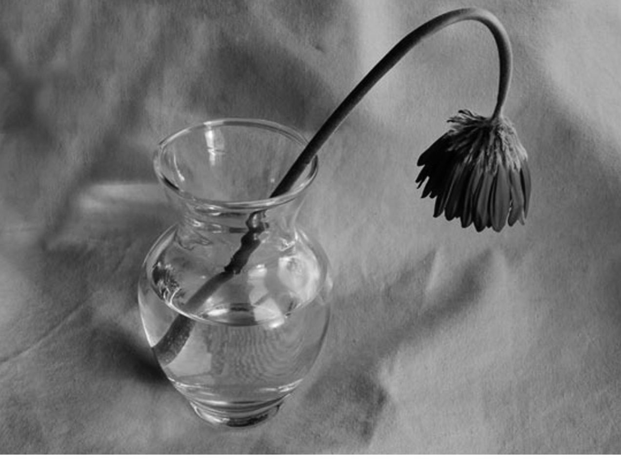 Flor Murchando Preto E Branco 87 Melhores Ideias De Flor Murcha | Flor