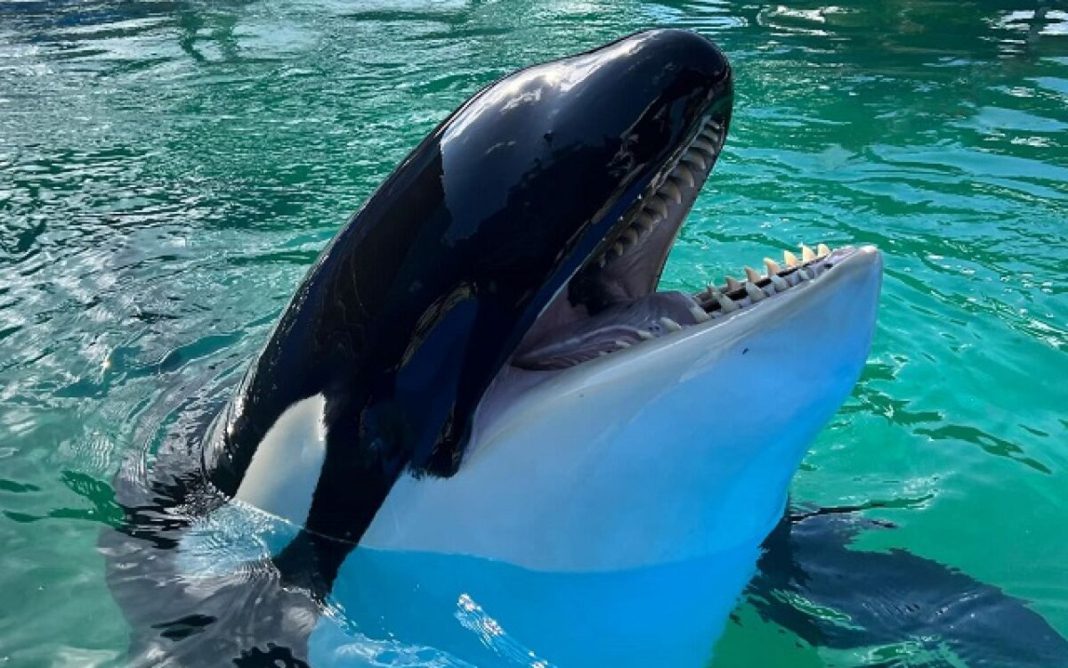 EUA: Orca mantida em cativeiro por 52 anos será libertada