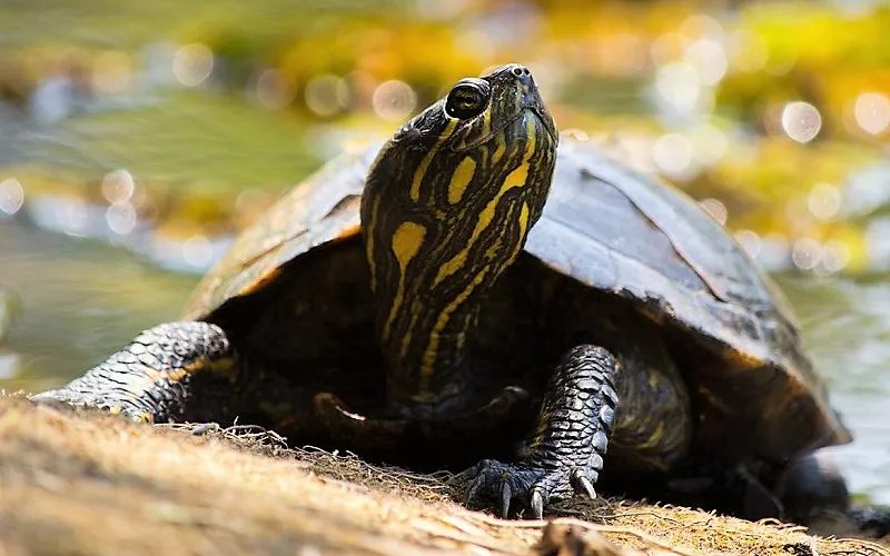 Mais de 100 animais brasileiros são considerados invasores