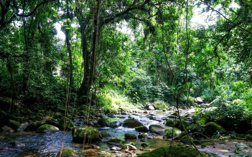 Projetos mantêm reservas ecológicas na Mata Atlântica