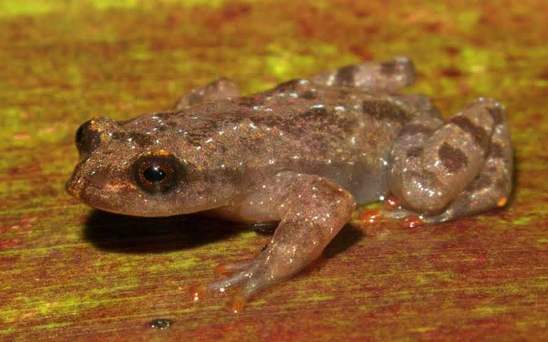 Pesquisadores brasileiros descobrem nova espécie de sapo