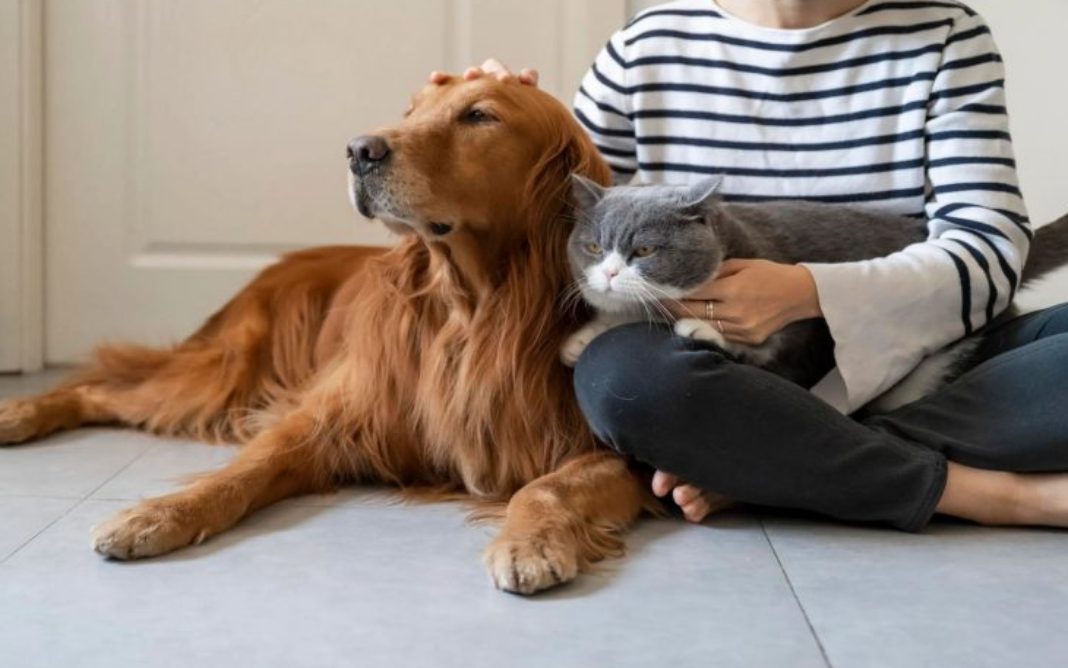 7 dicas para garantir o bem-estar físico e emocional dos pets – Comunhão
