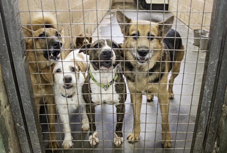 Julho Dourado: Lei Federal Protege Animais